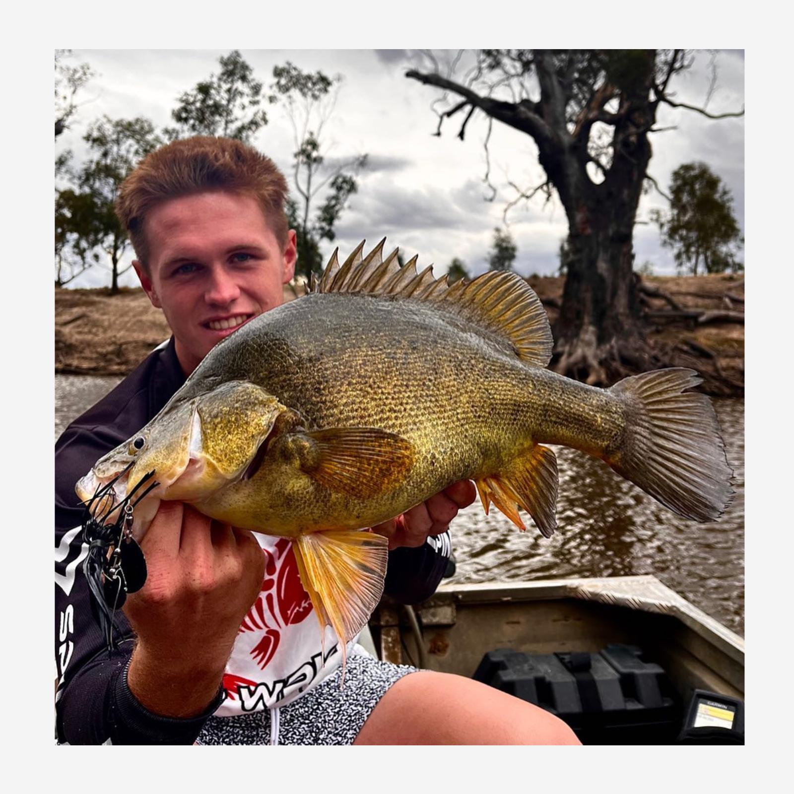 Golden Perch – SpinWright