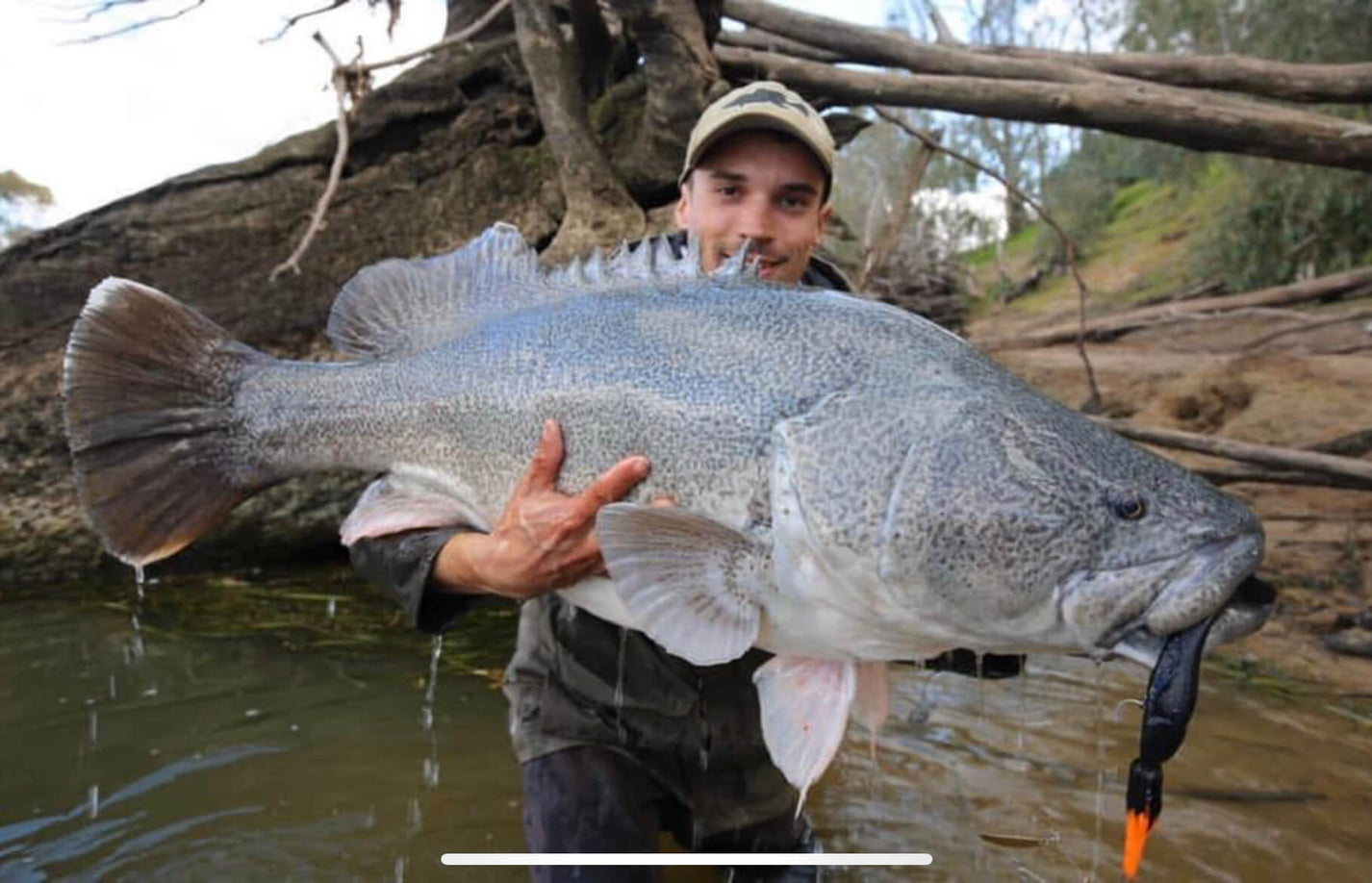 Murray Cod Pack – SpinWright